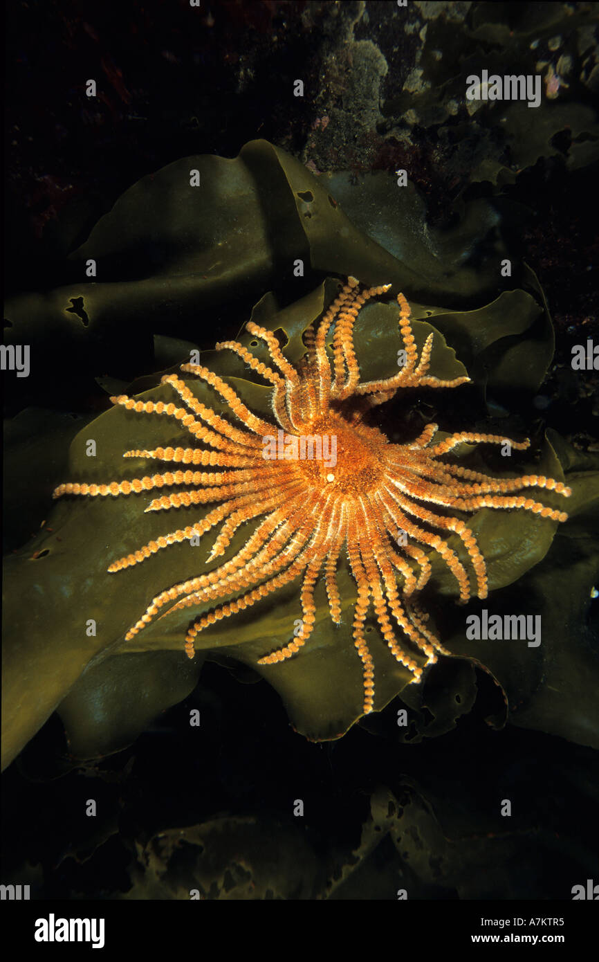 estrella sea star Labidiaster annulatus Antarctica Antarctic Peninsula ...