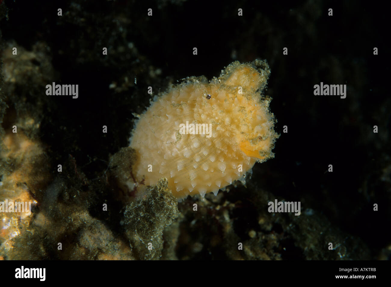 Ascidian Cnemidocarpa verrucosa Antarctica Antarctic Peninsula Stock ...