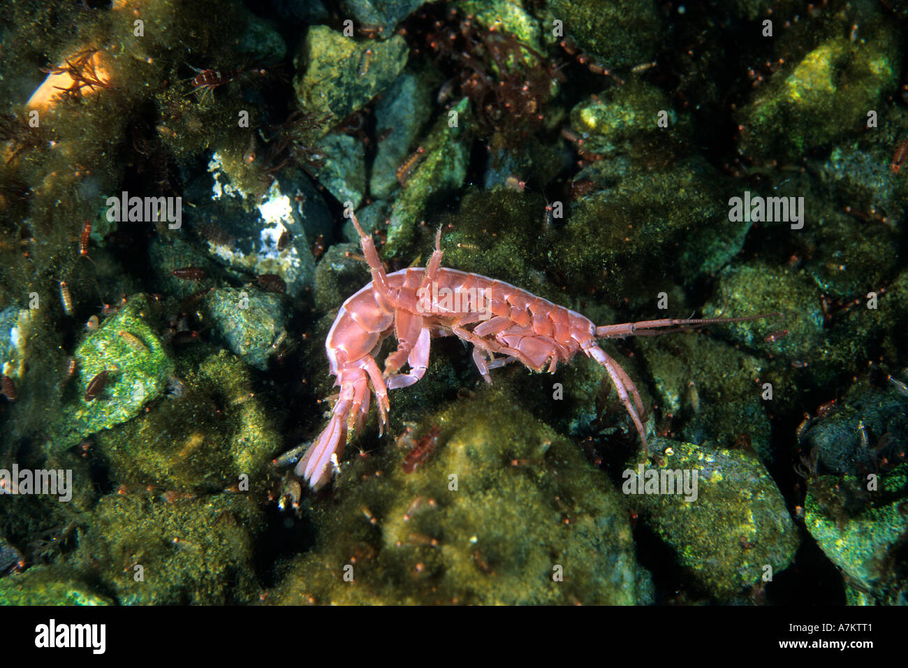 Eusirus hi-res stock photography and images - Alamy