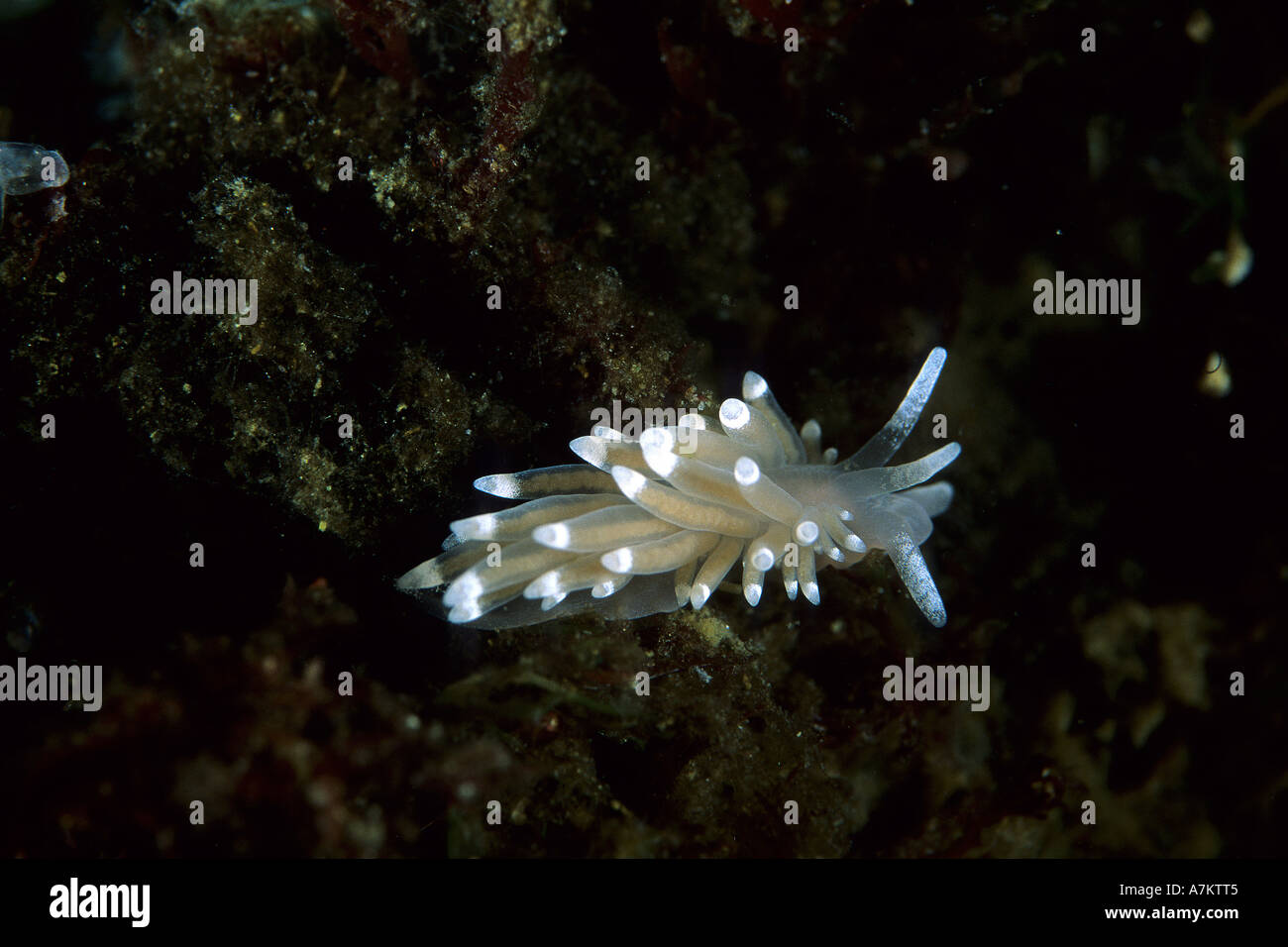 Aeolid nudibranch Notaeolidia gigas Antarctica Antarctic Peninsula ...
