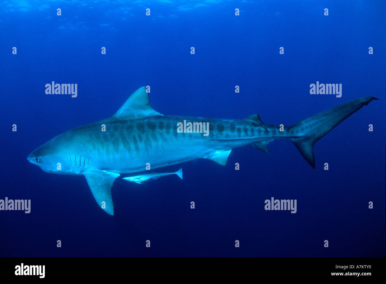 Tiger shark Galeocerdo cuvier South Africa Aliwal Shoals Kwazlu Natal ...