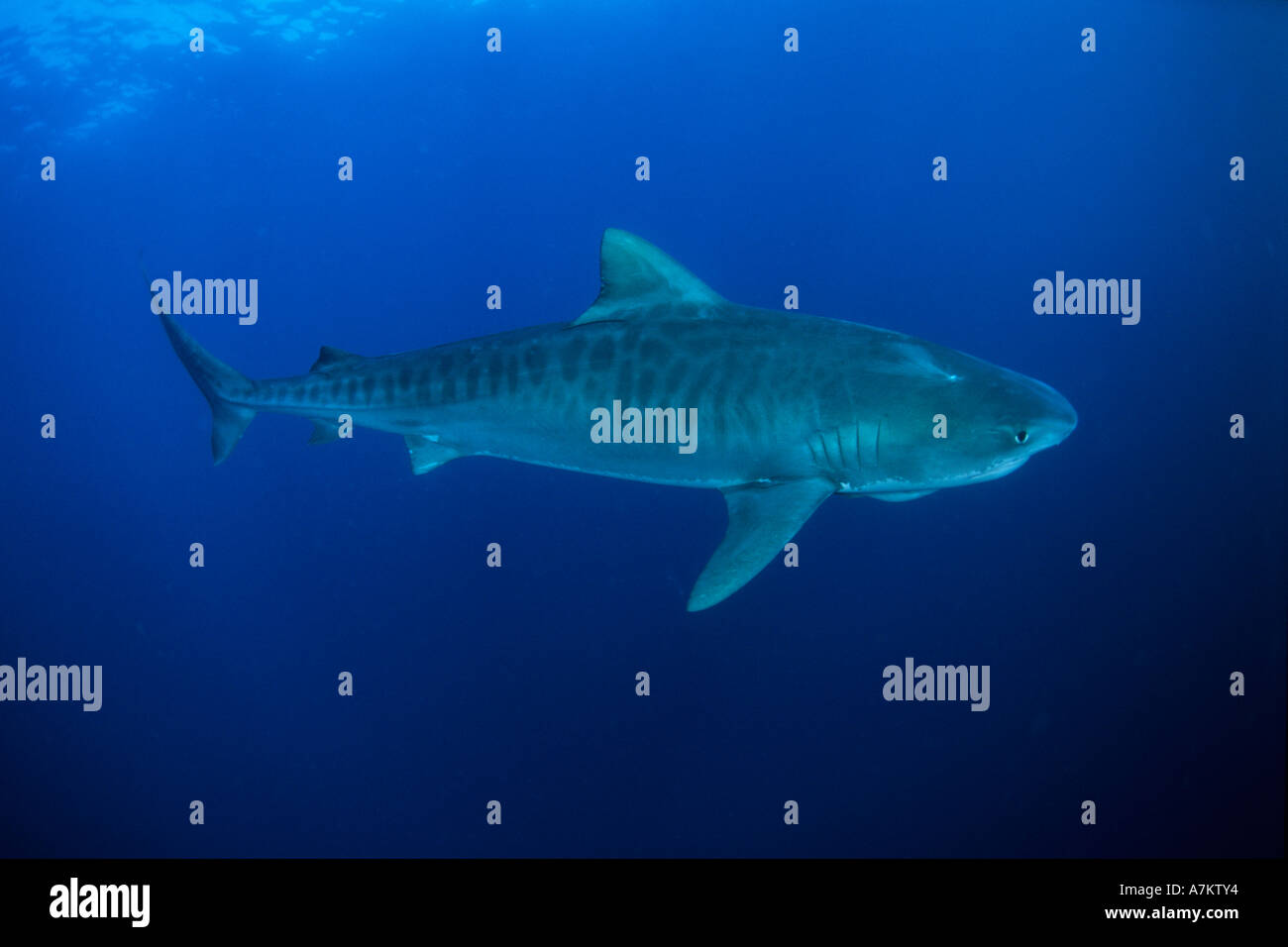 Tiger shark Galeocerdo cuvier South Africa Aliwal Shoals Kwazlu Natal ...