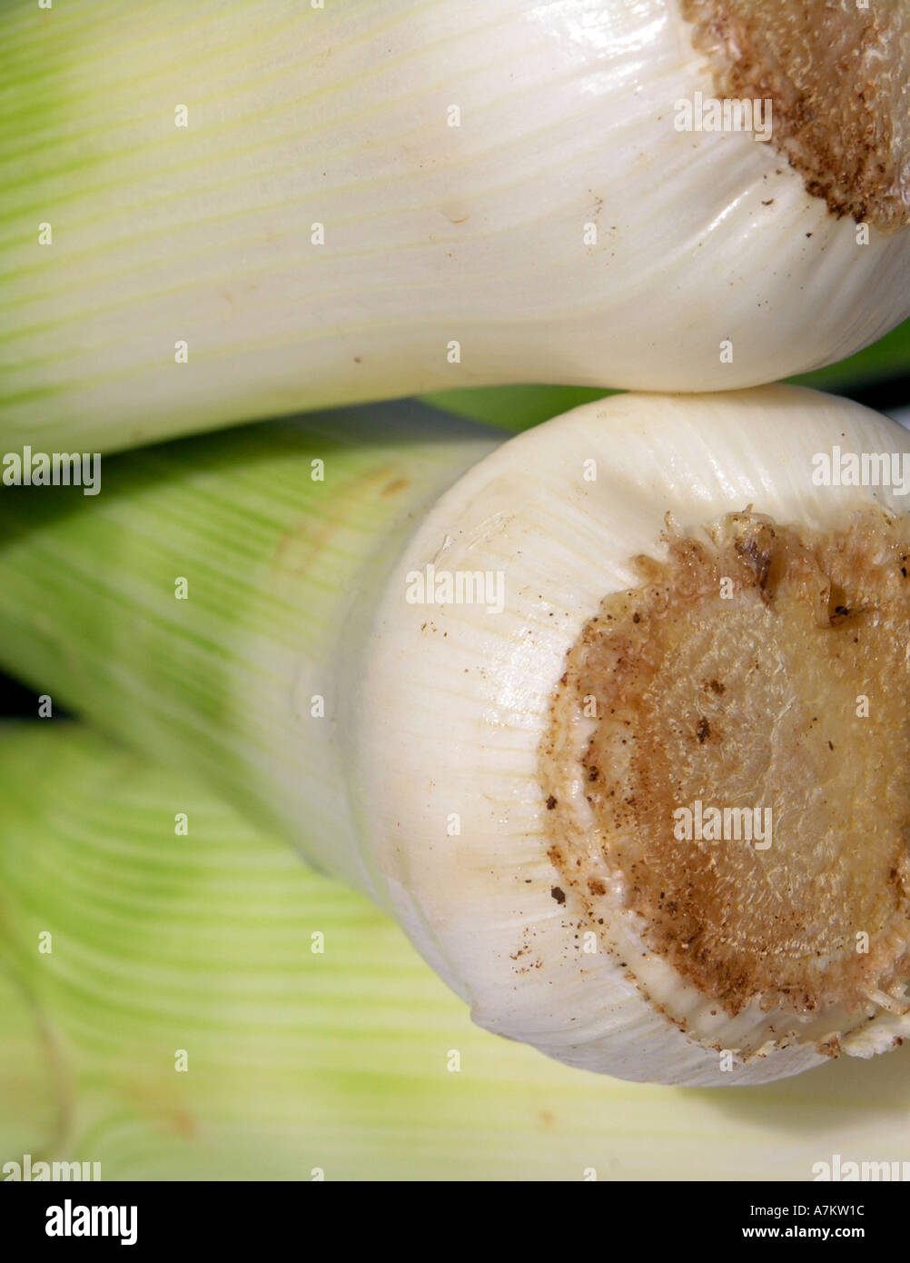 fresh uncut leeks Stock Photo - Alamy