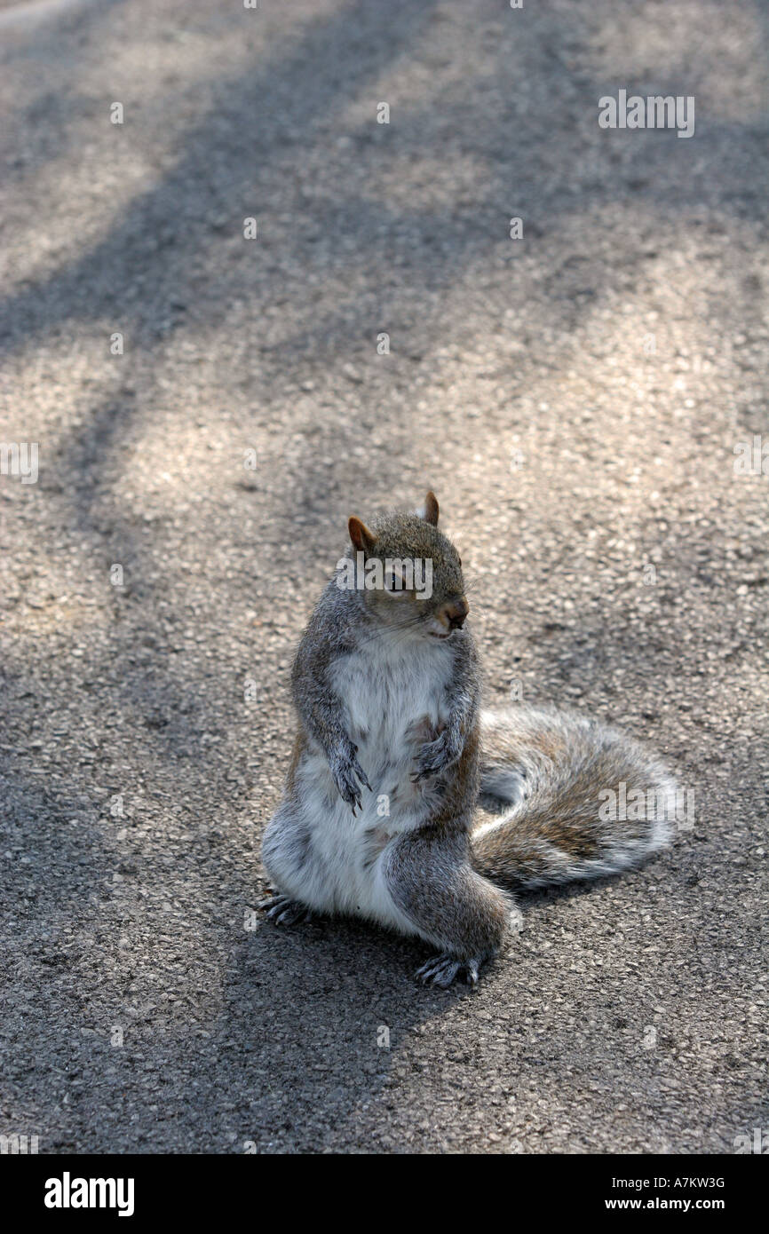 Closeup of a common gray squirrel sitting on its haunches back legs ...