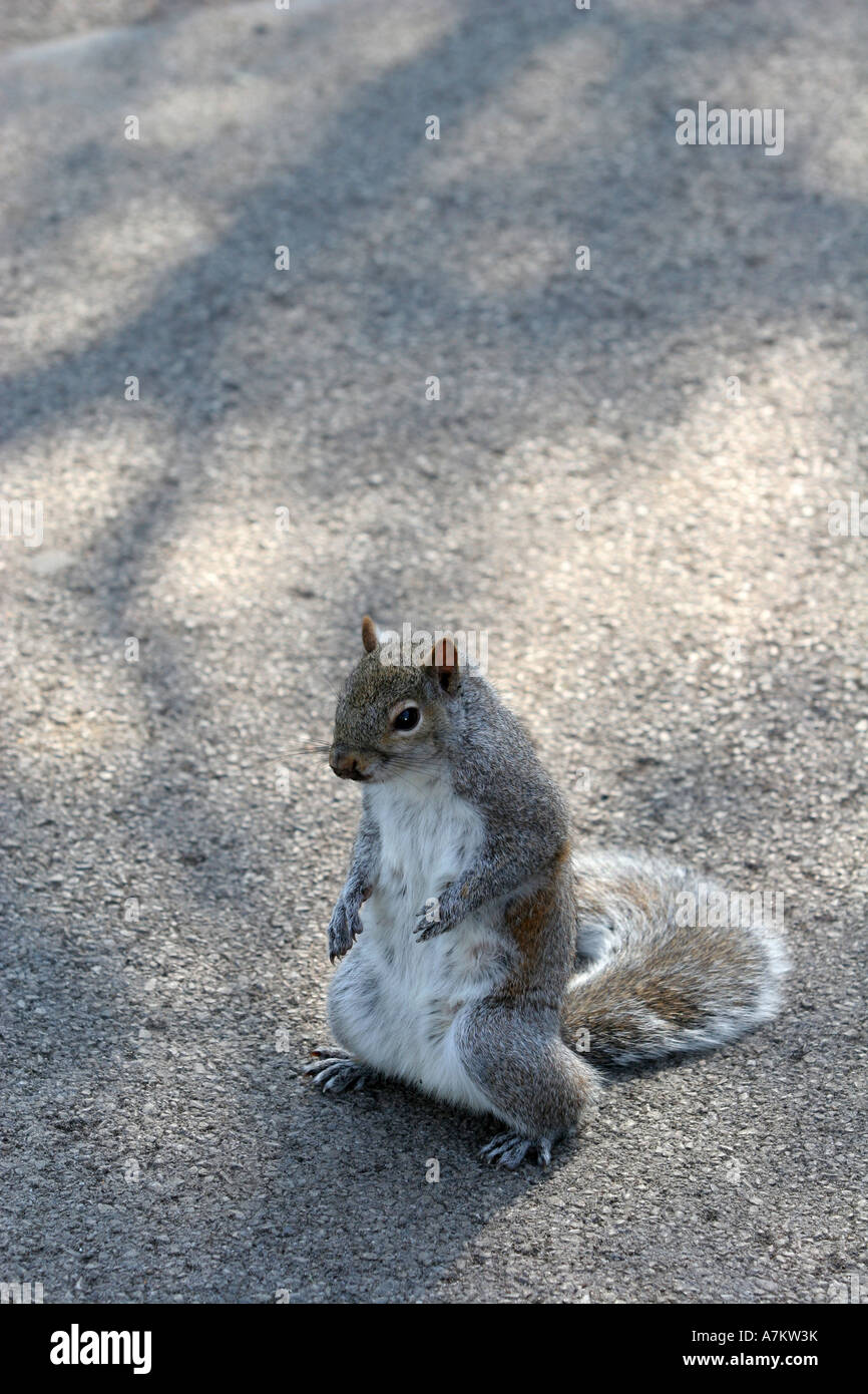 Squirrel sitting on back legs hi-res stock photography and images - Alamy