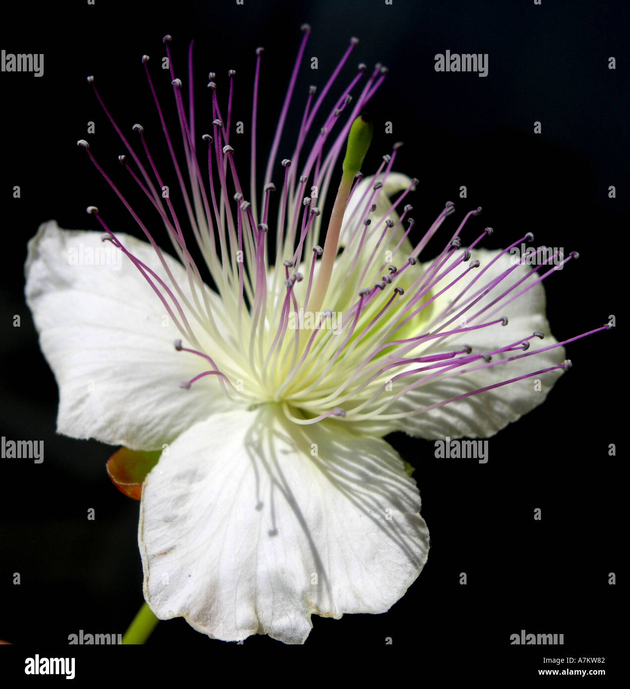 Caper flower capparis orientalis Stock Photo - Alamy