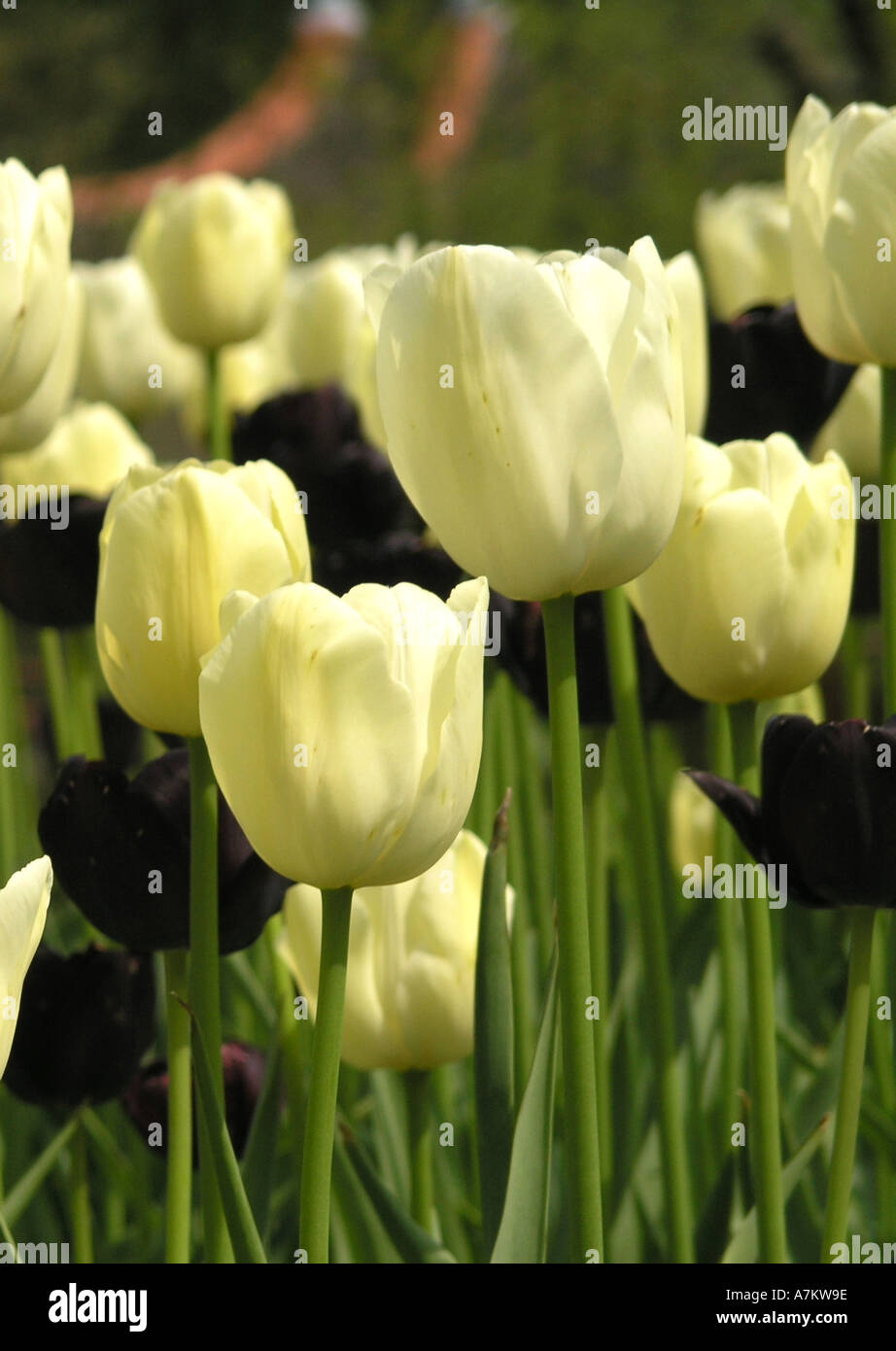 Ivory coloured tulips in a garden border Stock Photo - Alamy