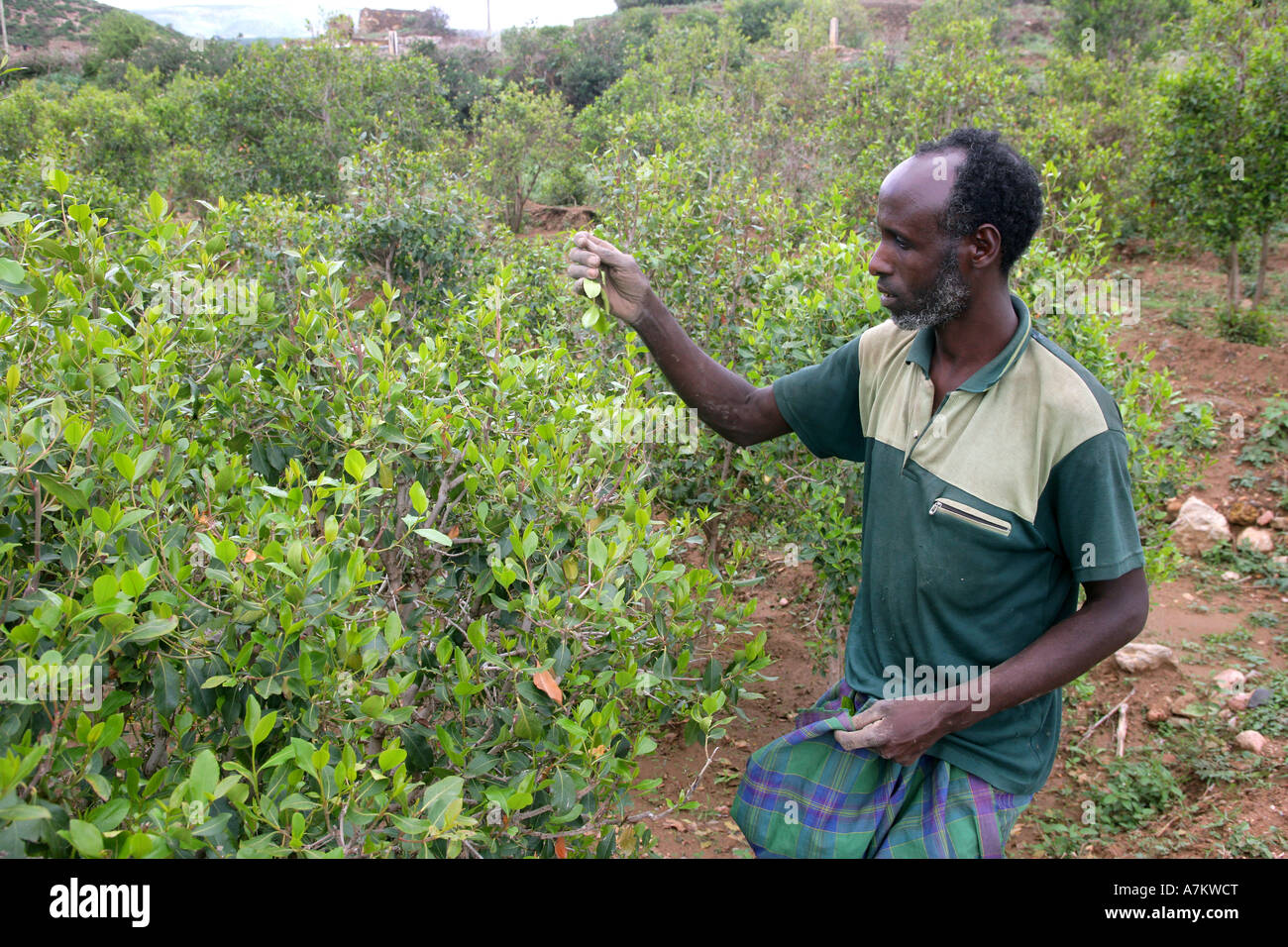 Ethiopia - Farmer harvests leaves of the plants drug Chat at his farm ...