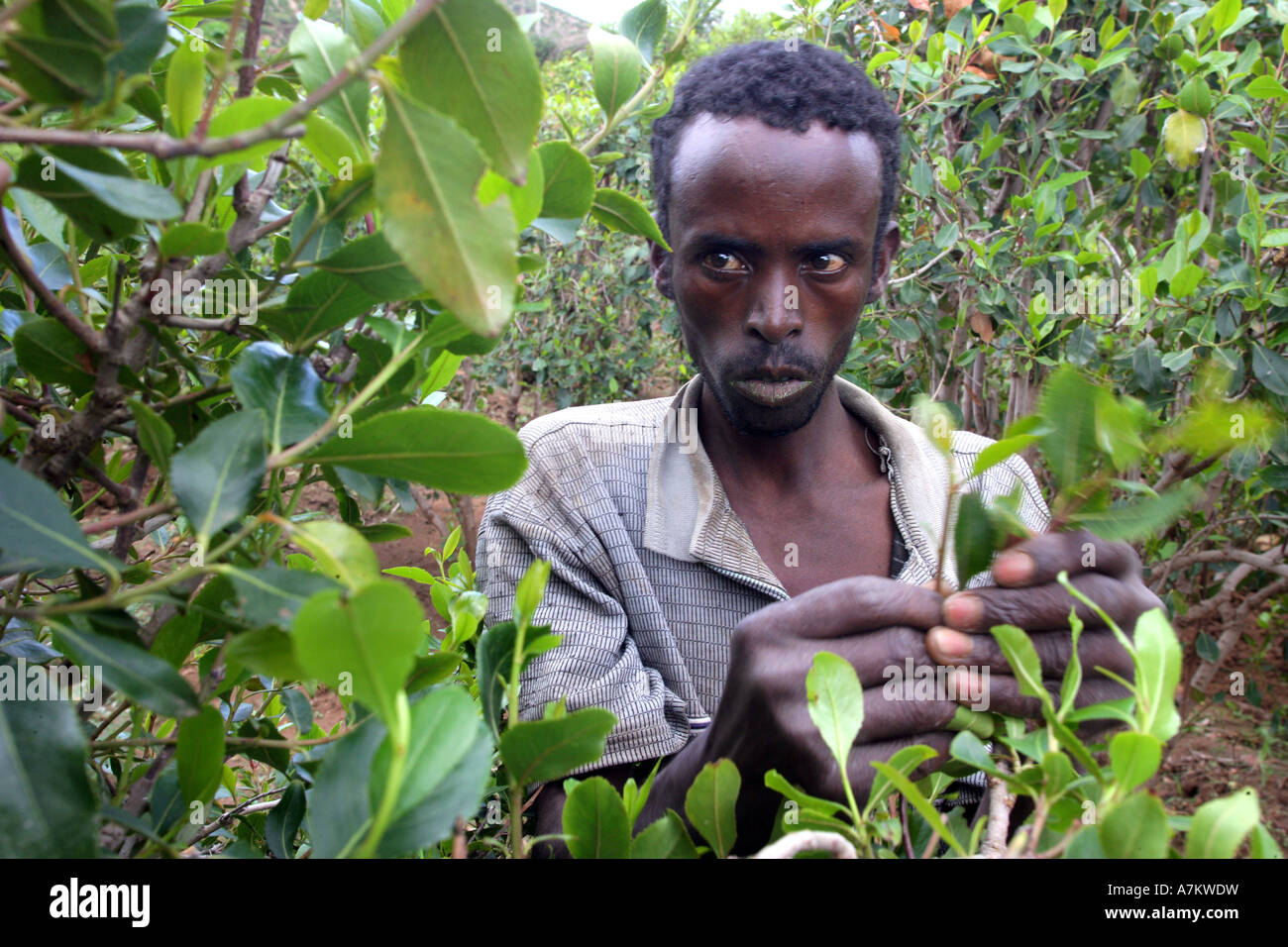 Ethiopia - Farmer harvests leaves of the plants drug Chat at his farm ...