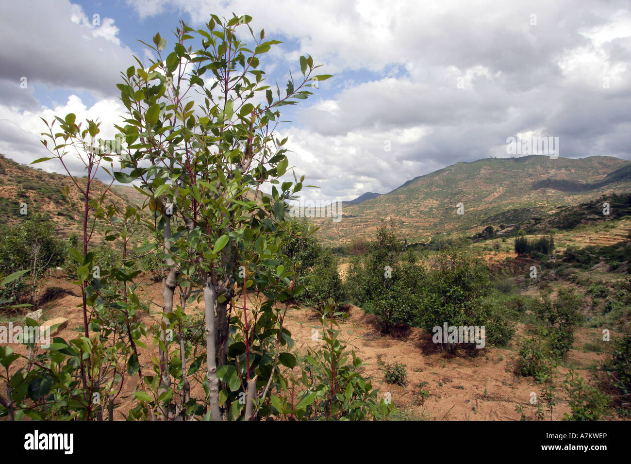 Ethiopia - Leaves of the plants drug Chat near Harar Stock Photo - Alamy