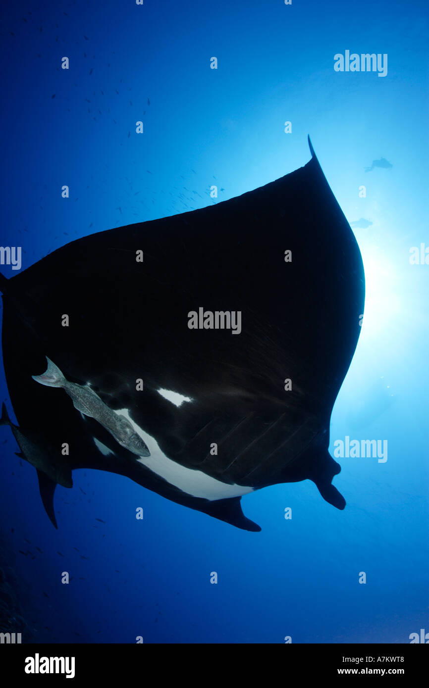 manta ray with remora suckerfish Manta birostris Mexico San Benedicto ...