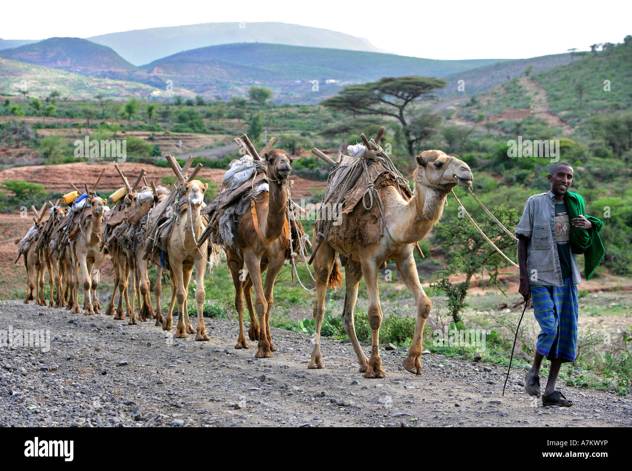 Animal caravan hi-res stock photography and images - Alamy