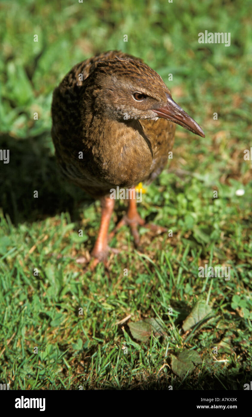 New Zealand Cape Foulwind Weka Bird Stock Photo - Alamy
