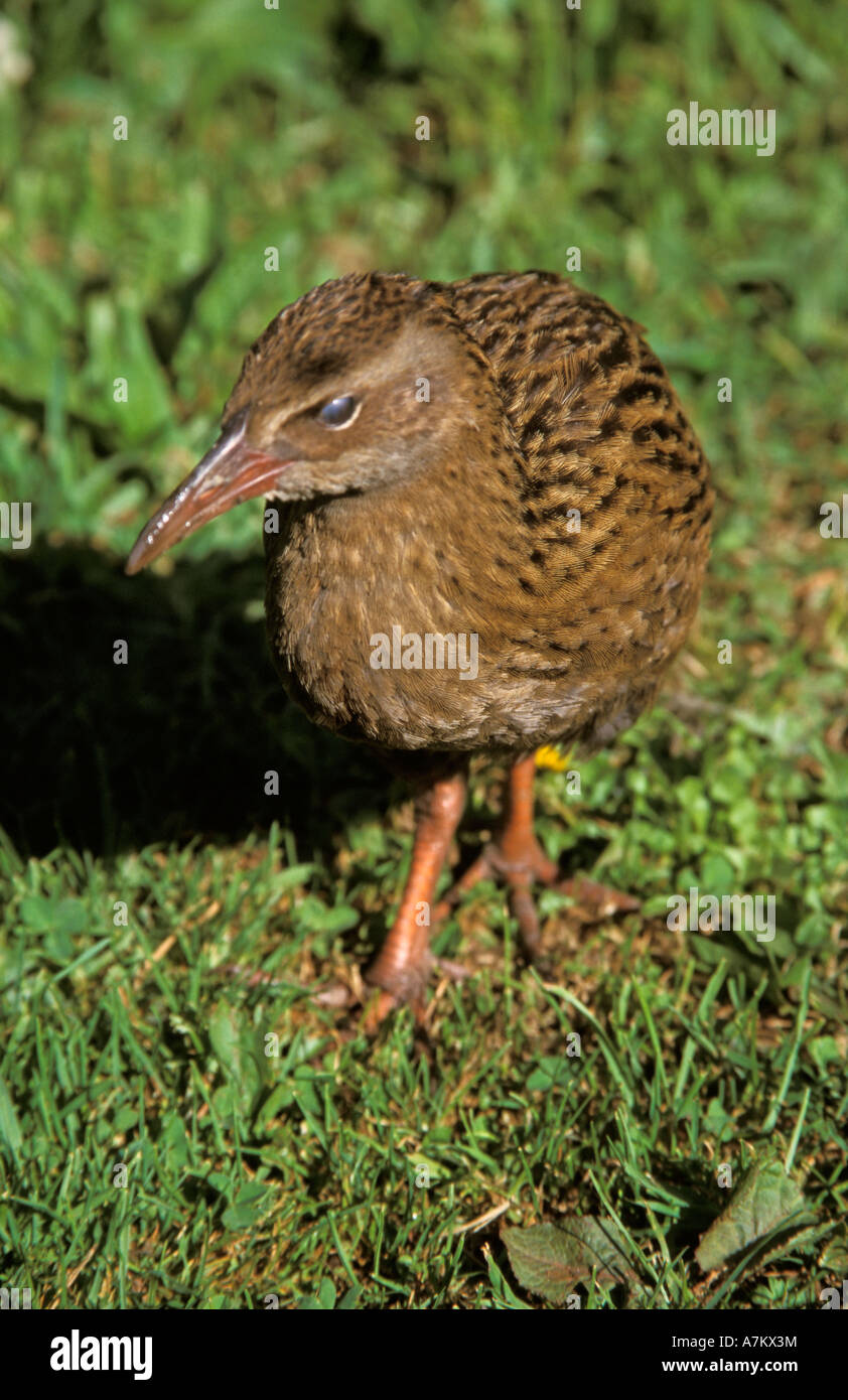 New Zealand Cape Foulwind Weka Bird Stock Photo - Alamy