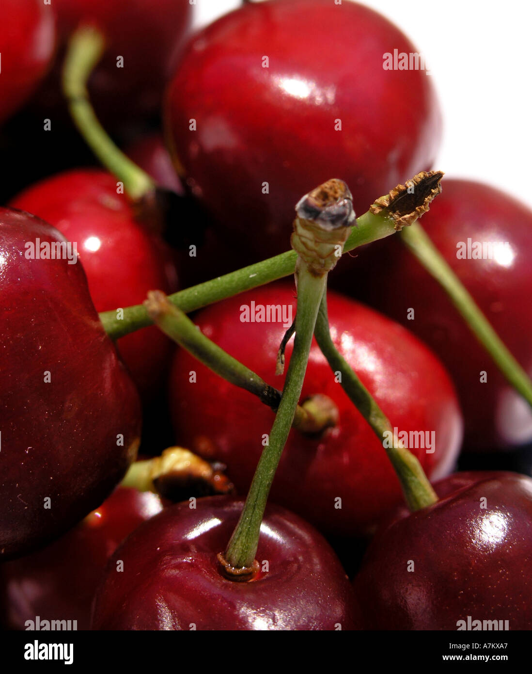 Fresh whole cherries Stock Photo - Alamy
