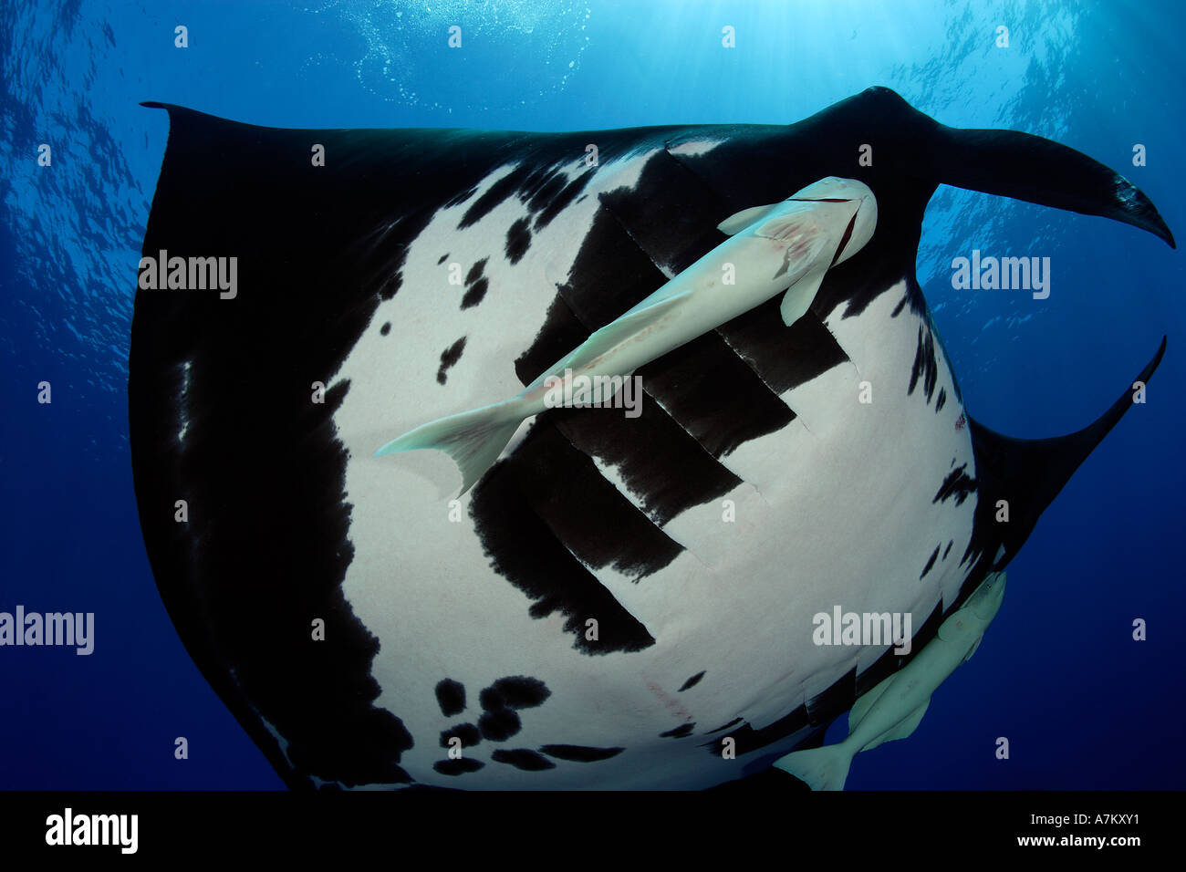 O vertebrate hi-res stock photography and images - Alamy