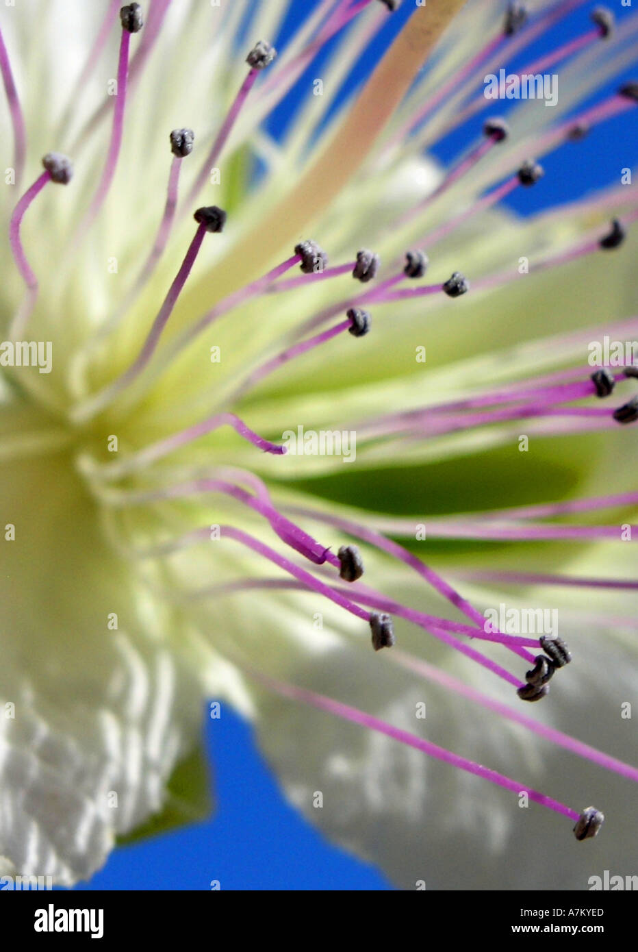 Capparis orientalis hi-res stock photography and images - Alamy