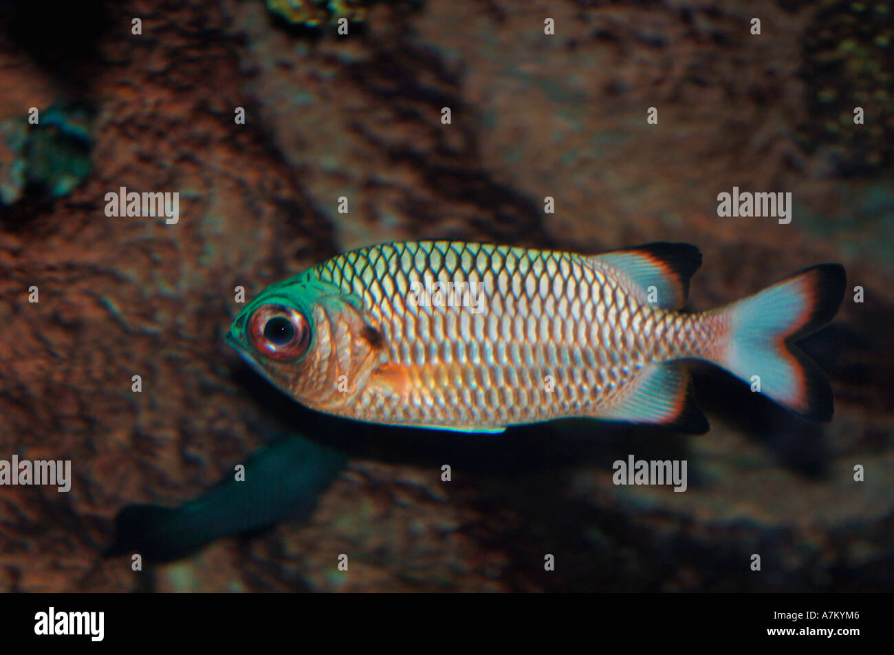 Big Eyed Squirrel Fish (Sargocentron sp Stock Photo - Alamy