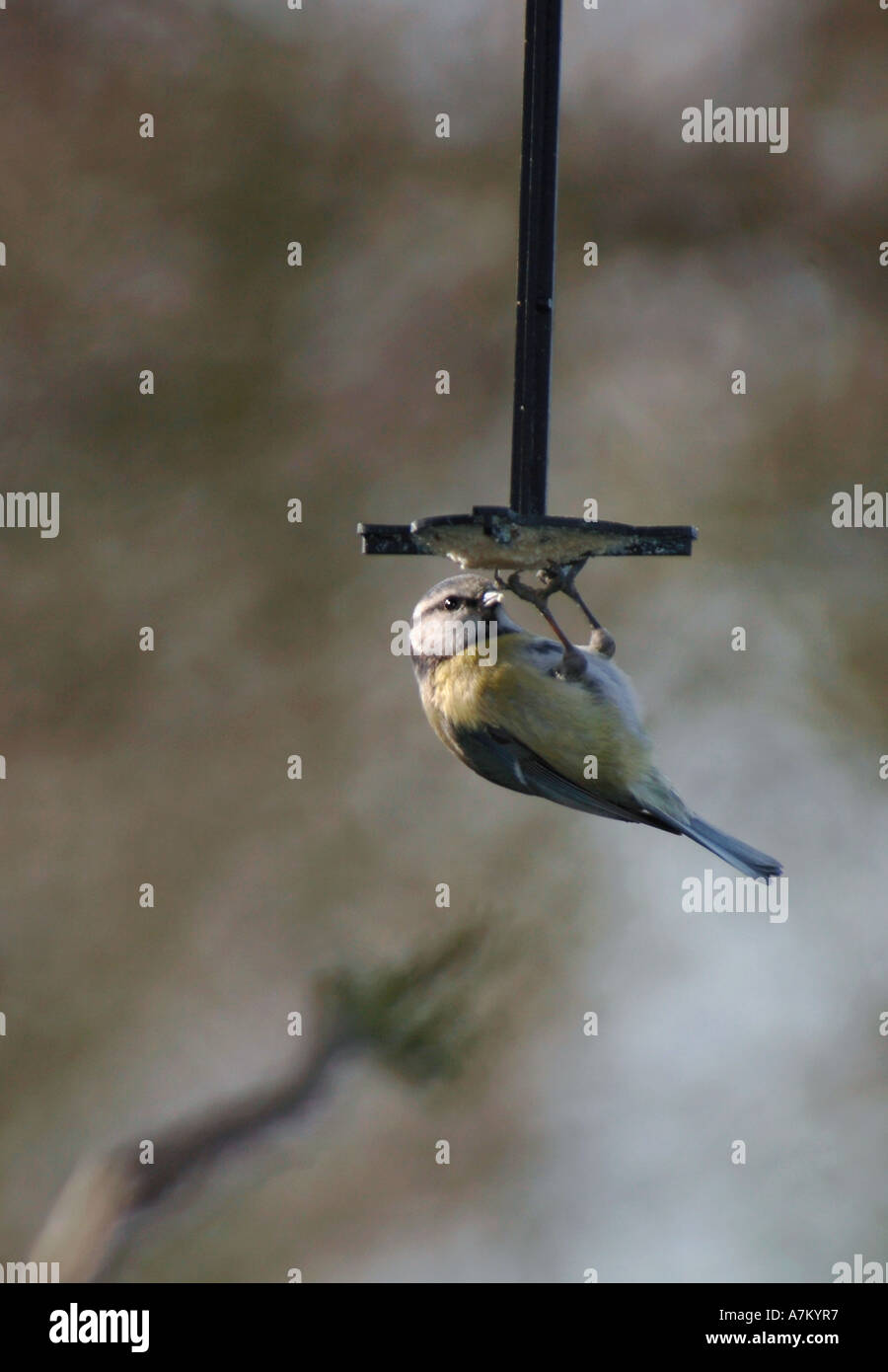 Great Tit Hanging From Fat ball Feeder (Parus major Stock Photo - Alamy