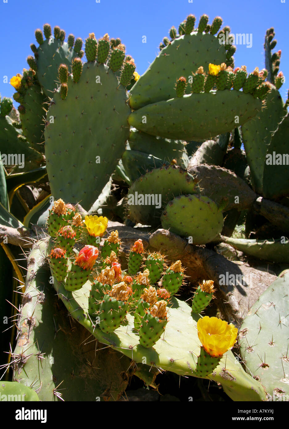 Ethiopia - flowering prickly pear cactus Opuntia ficus indica Opuntia ...