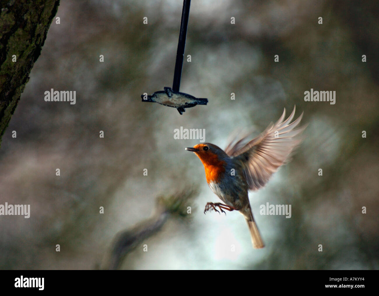 Robin In Flight Stock Photo - Alamy