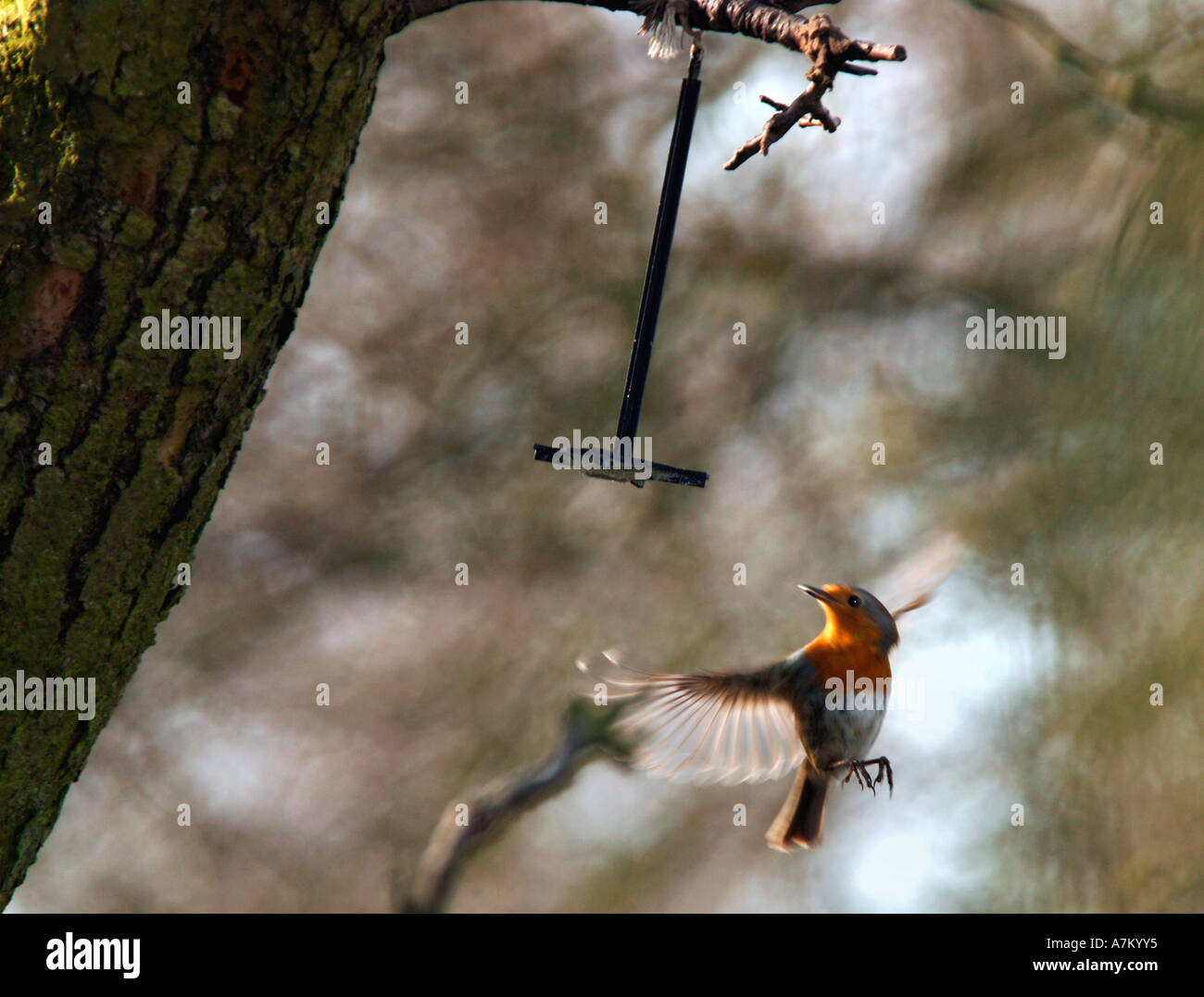 Robin In Flight Stock Photo - Alamy