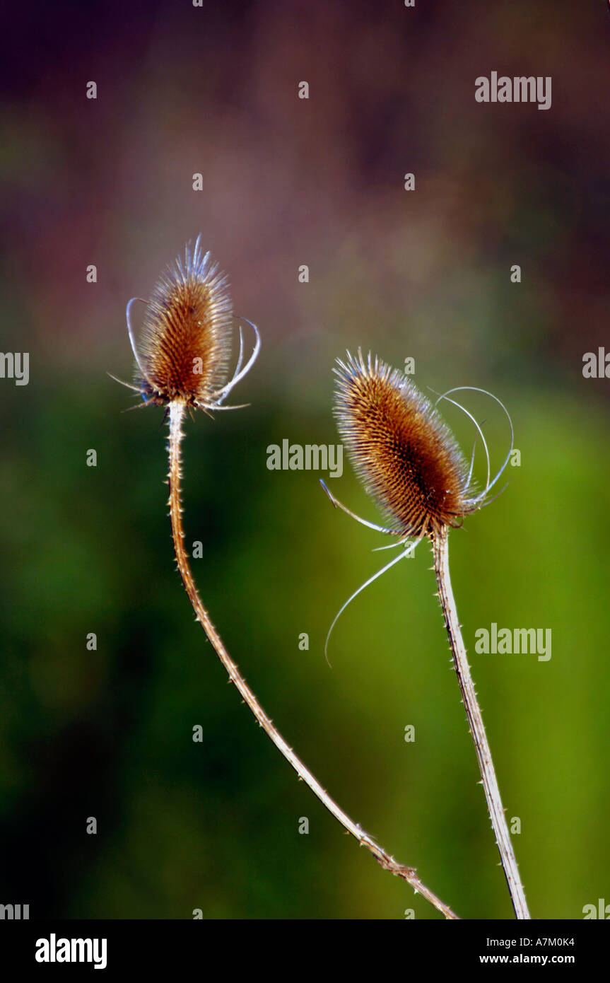 Conical spines hi-res stock photography and images - Alamy
