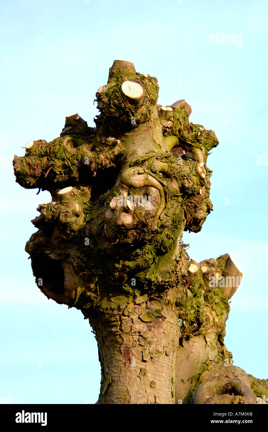 Unusual profile hi-res stock photography and images - Alamy