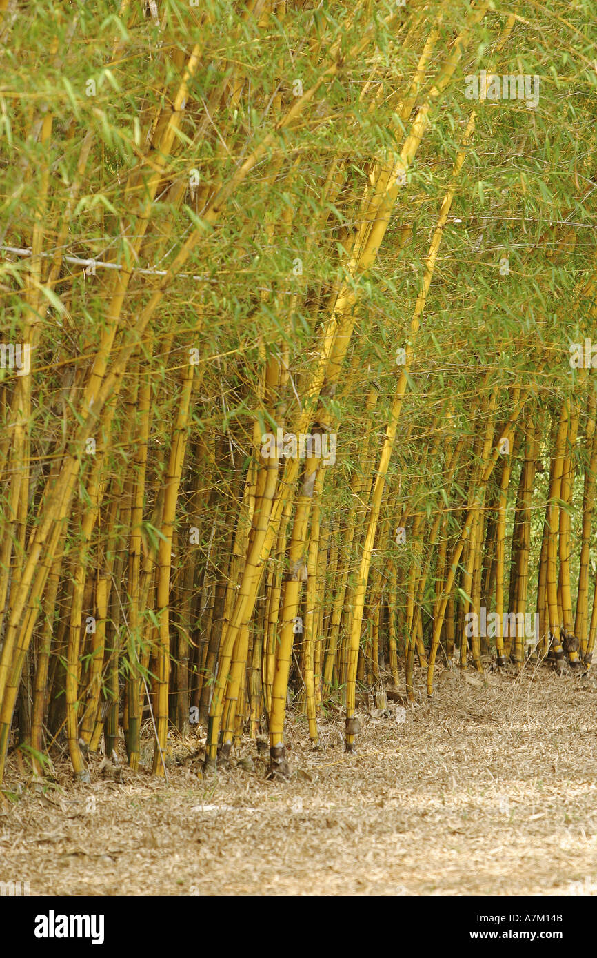 Plants segmented stem hi-res stock photography and images - Alamy