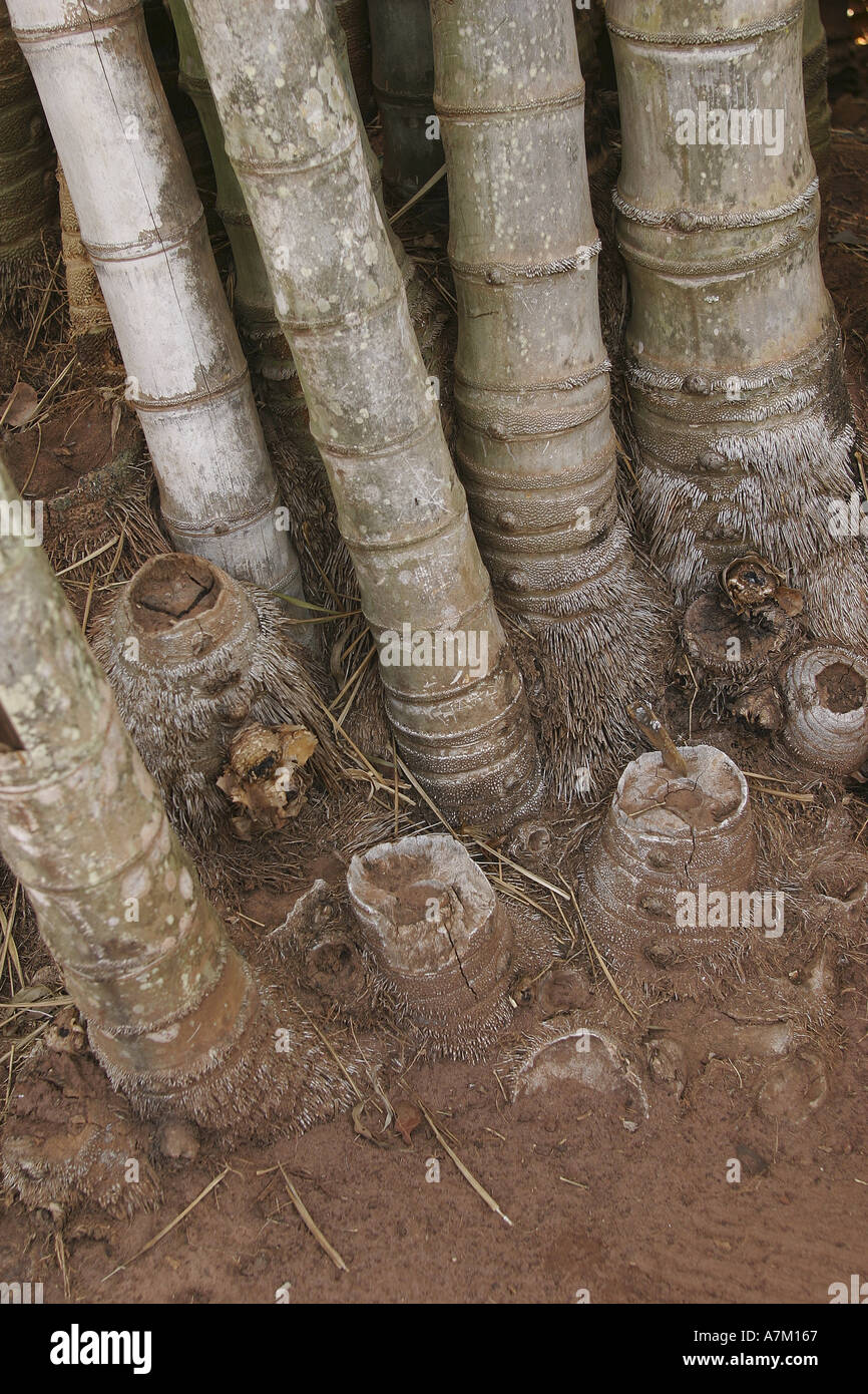 Plants segmented stem hi-res stock photography and images - Alamy