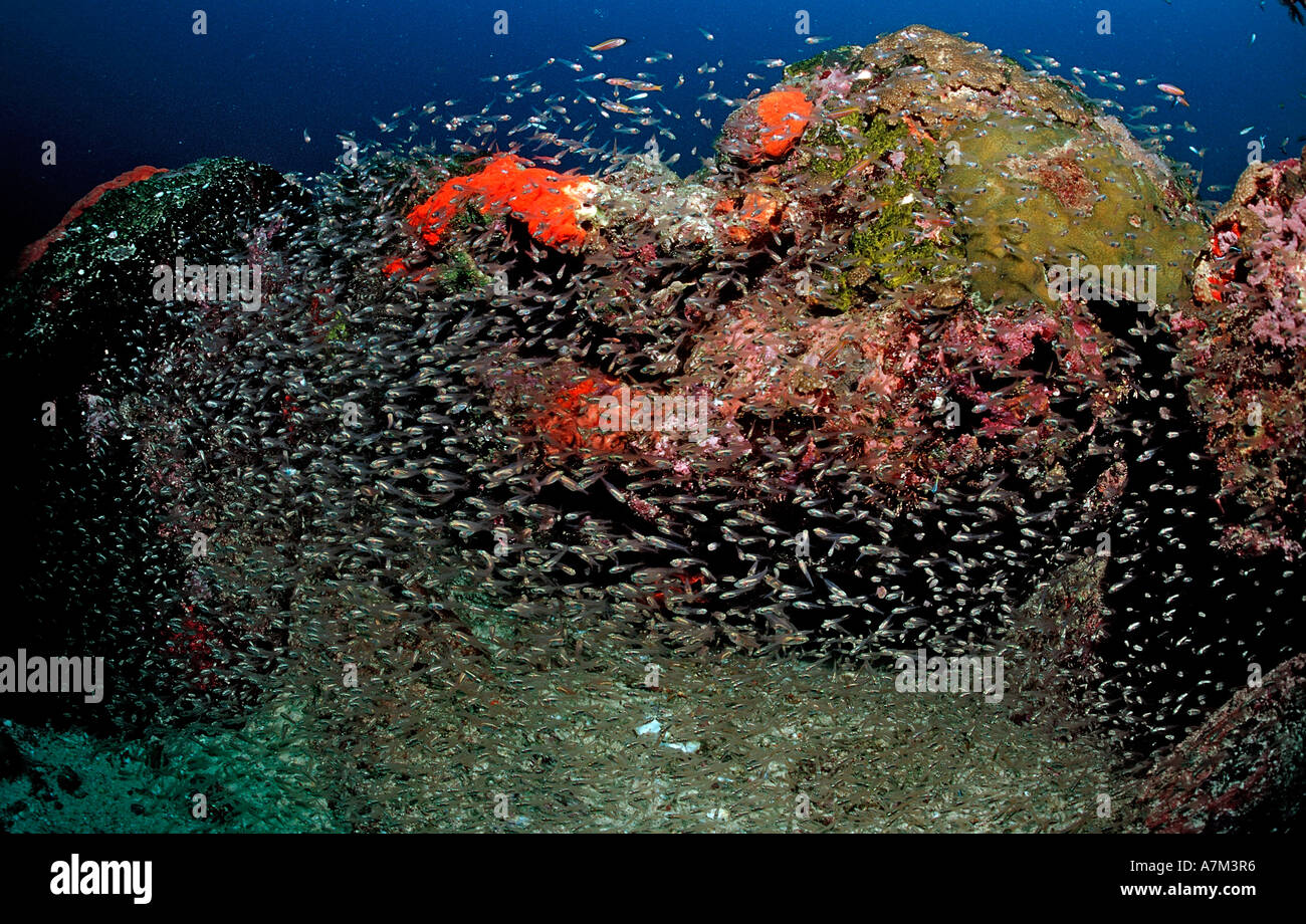 Pygmy Sweeper Parapriacanthus Djibouti Africa Afar Triangle Gulf of ...