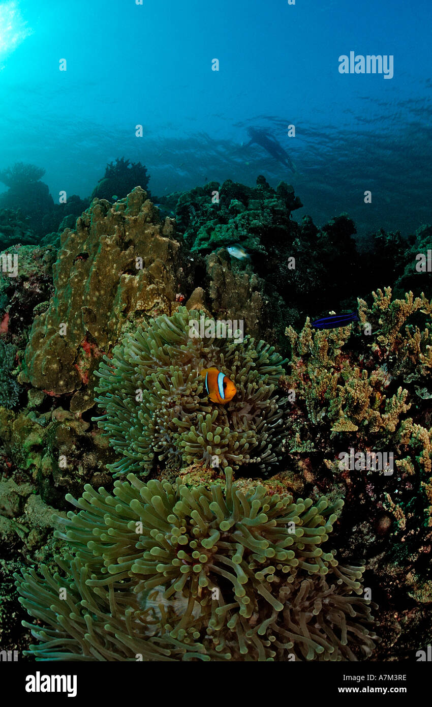 Hard Corals with Magnificent sea anemone Heteractis magnifica Djibouti ...