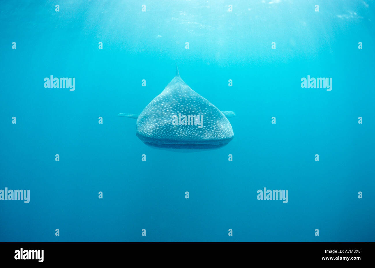 Whaleshark Rhincodon typus Maldives Ari Atoll Indian Ocean Stock Photo ...