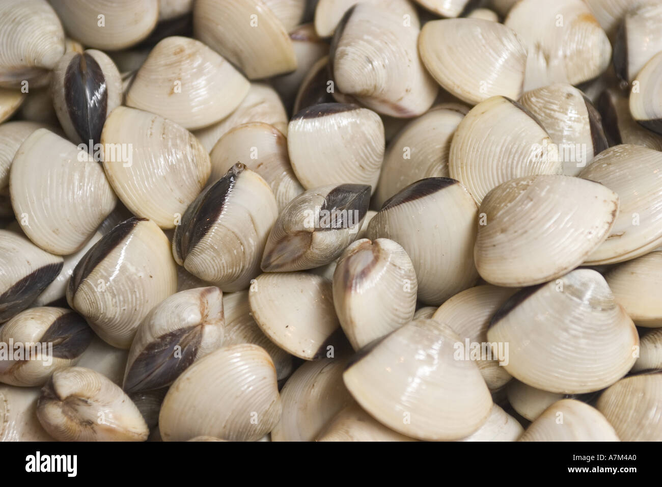 Scallop shell ridges hi-res stock photography and images - Alamy