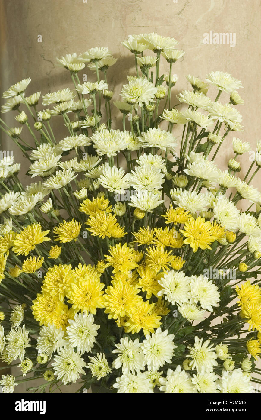 Budding variety hi-res stock photography and images - Alamy