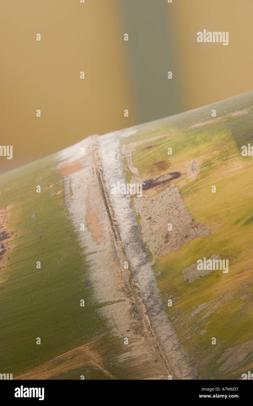 Node pole background hi-res stock photography and images - Alamy