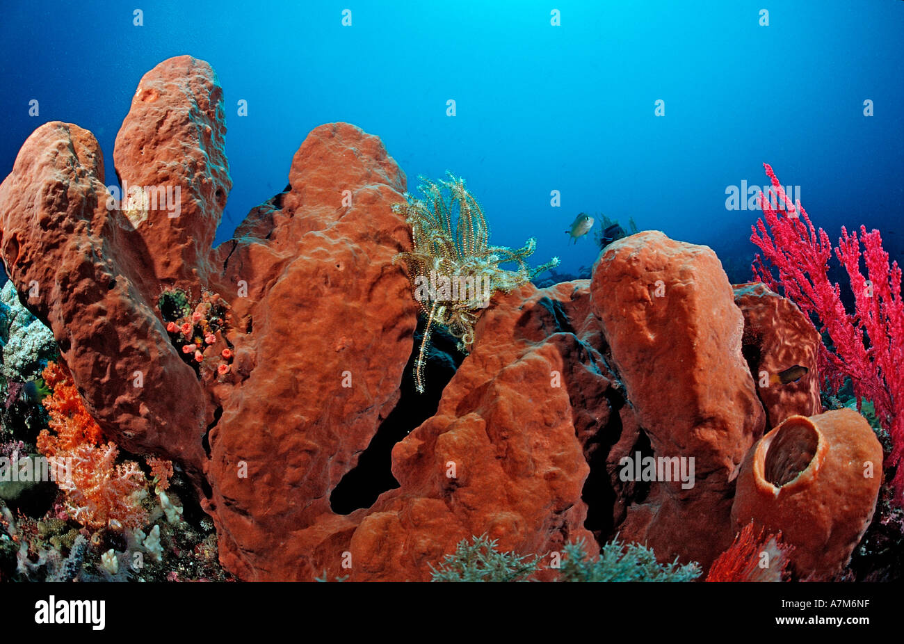 Big Sponge Porifera Indonesia Wakatobi Bandasea Celebes Stock Photo - Alamy