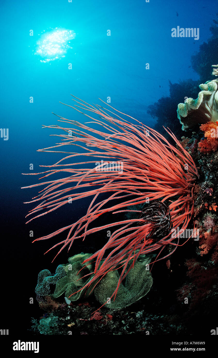 Red Sea whip Junceella rubra Indonesia Wakatobi Bandasea Celebes Stock ...