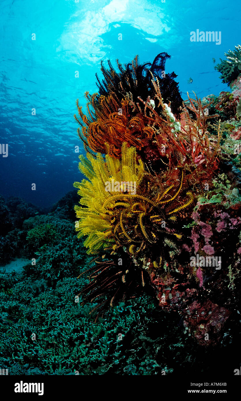 Phylu hi-res stock photography and images - Alamy