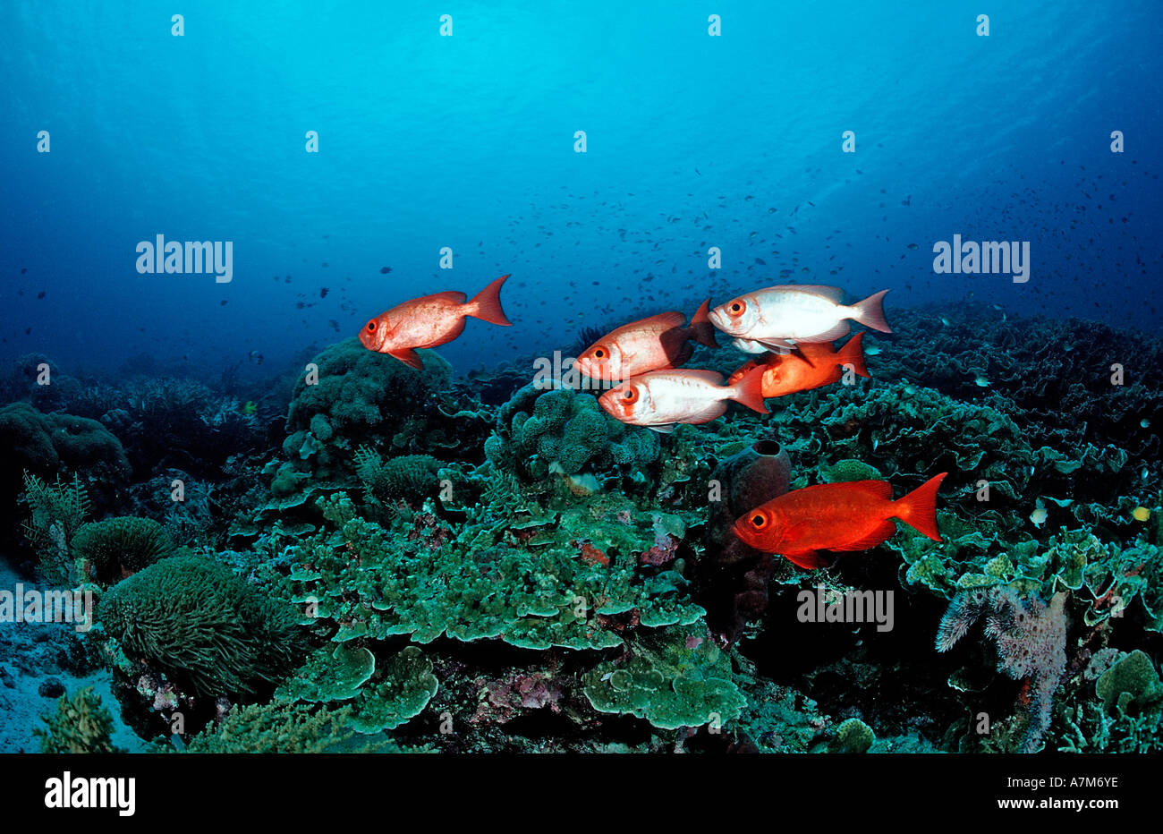 Crescent tail bigeye Piacanthus hamrur Indonesia Wakatobi Bandasea ...