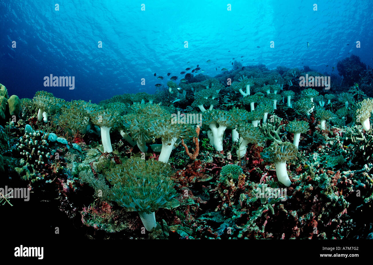 Reef with soft corals Xenia sp 1 Indonesia Wakatobi Bandasea Celebes ...