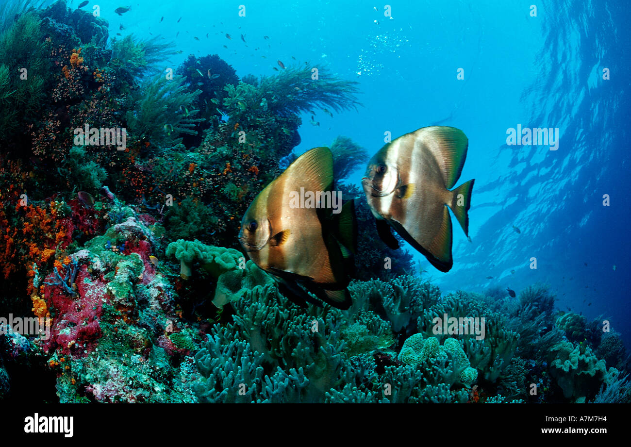 Golden Batfishes Platax boersii Indonesia Wakatobi Bandasea Celebes ...