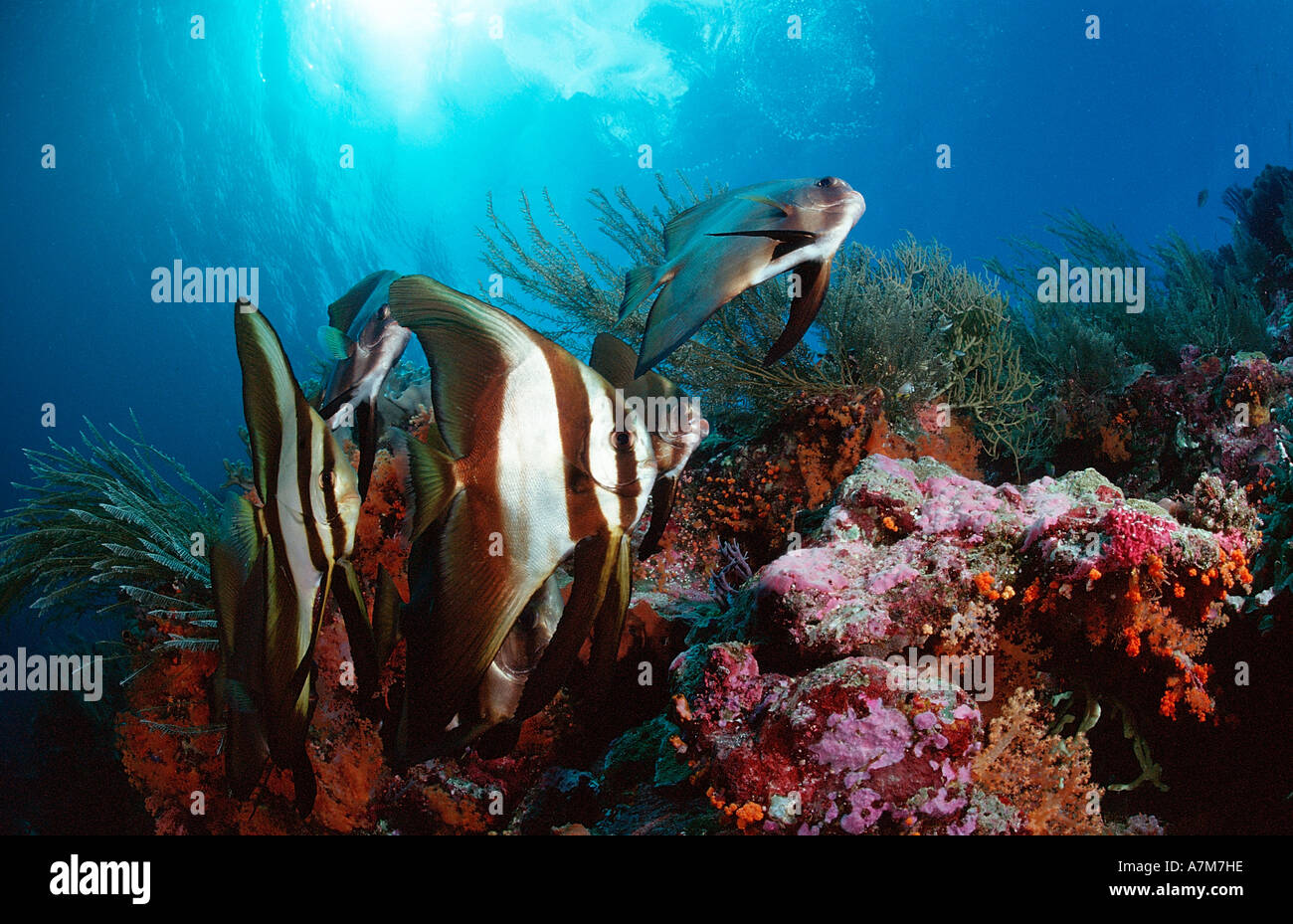 Golden Batfishes Platax boersii Indonesia Wakatobi Bandasea Celebes ...