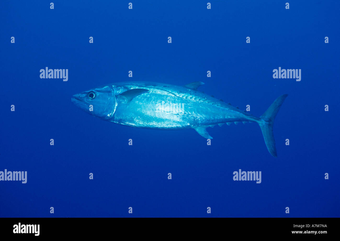 Dogtooth tuna Gymnosarda unicolor Egypt Red Sea Stock Photo - Alamy
