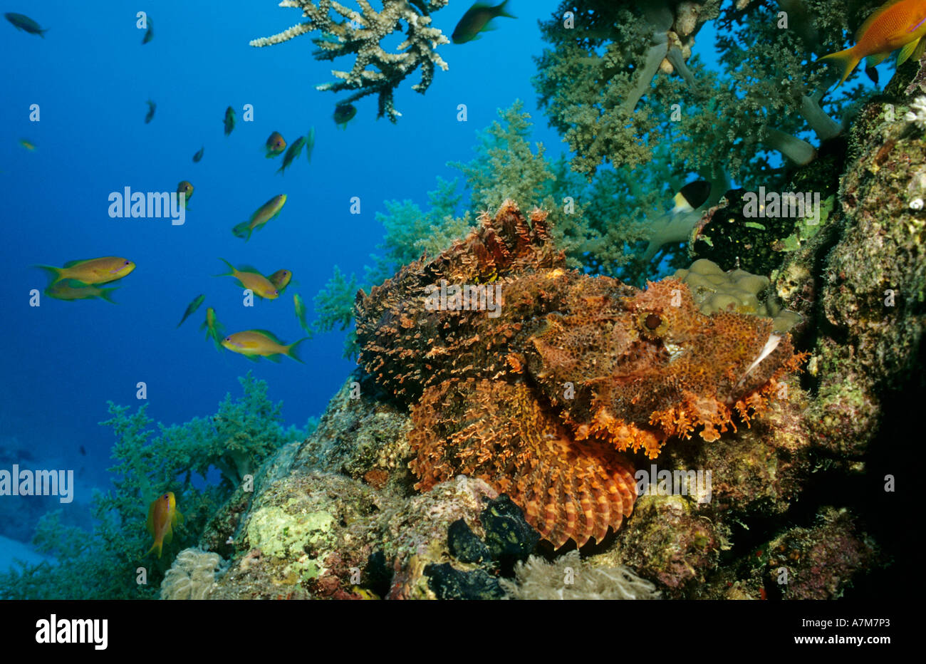Flathead Scorpionfish High Resolution Stock Photography and Images - Alamy