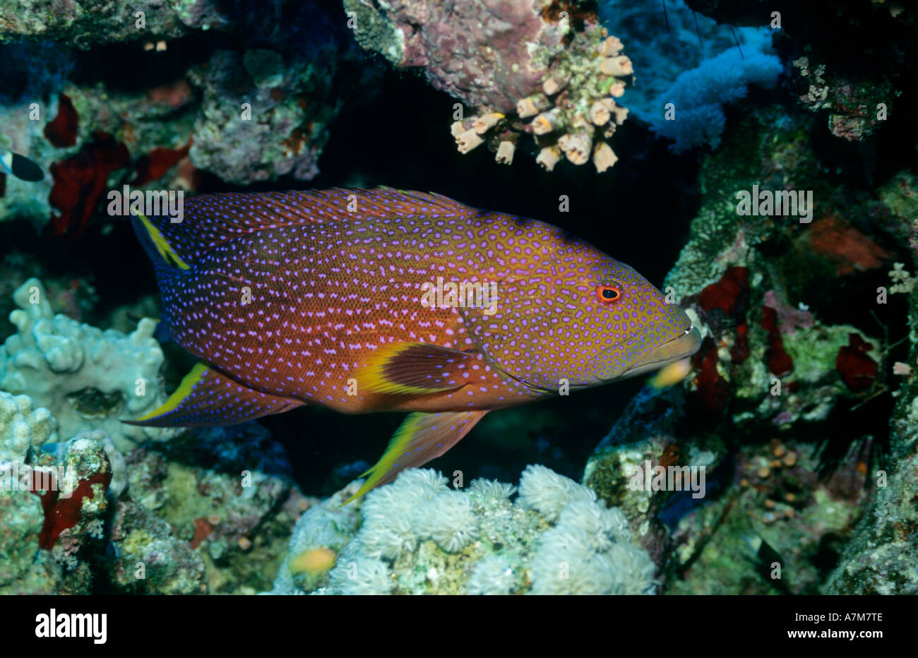 Moon grouper hi-res stock photography and images - Alamy