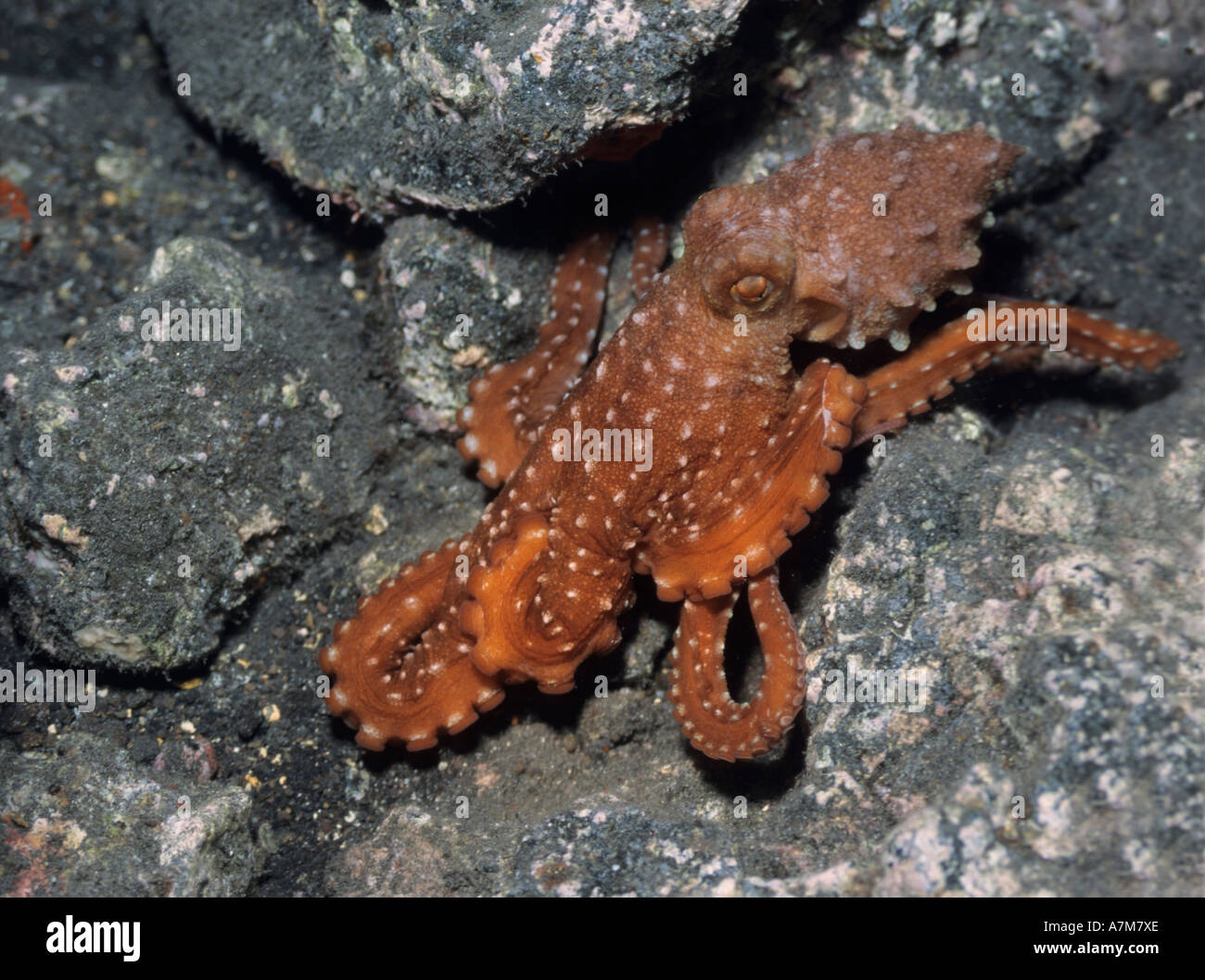 White spotted Octopus Octopus macropus Canary Islands Spain Atlantic ...