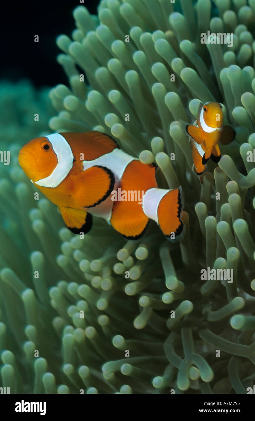 Western clownfish clownfish Anemonefish Amphiprion ocellaris Indonesia ...