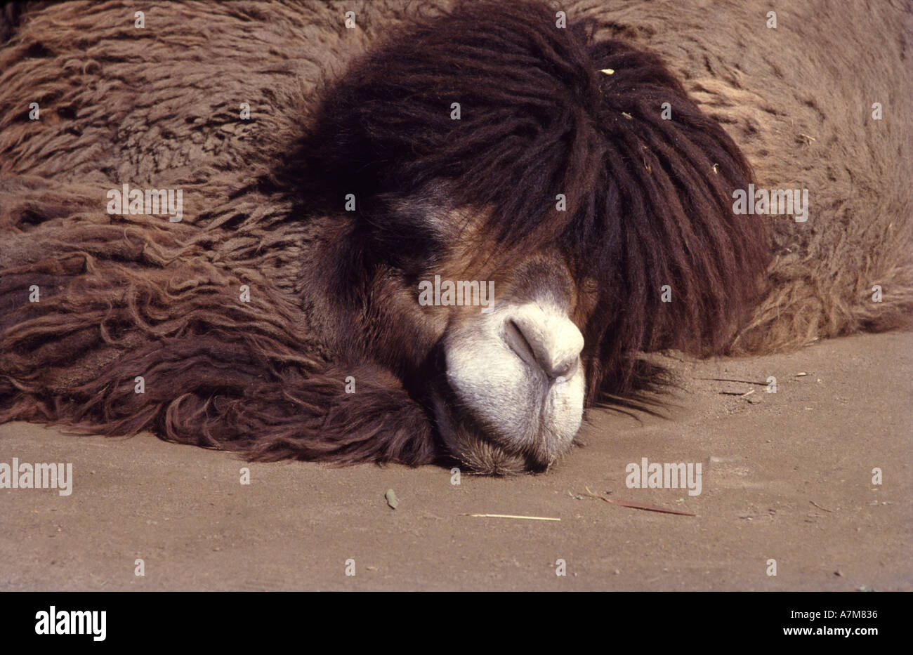 Camel sleeping hi-res stock photography and images - Alamy