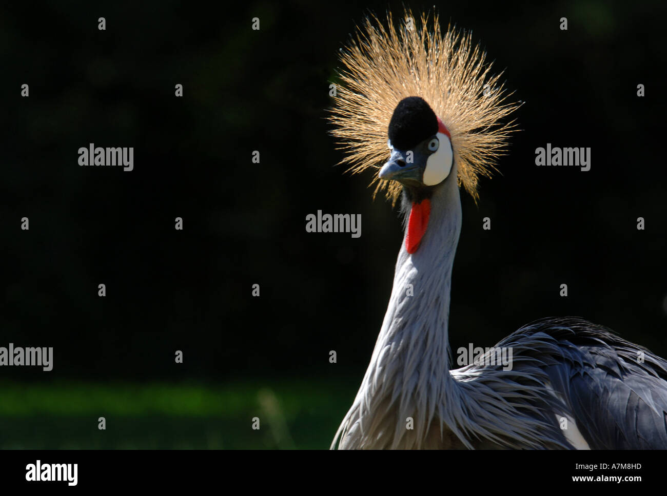 Crested crane is the national symbol of uganda hi-res stock photography ...
